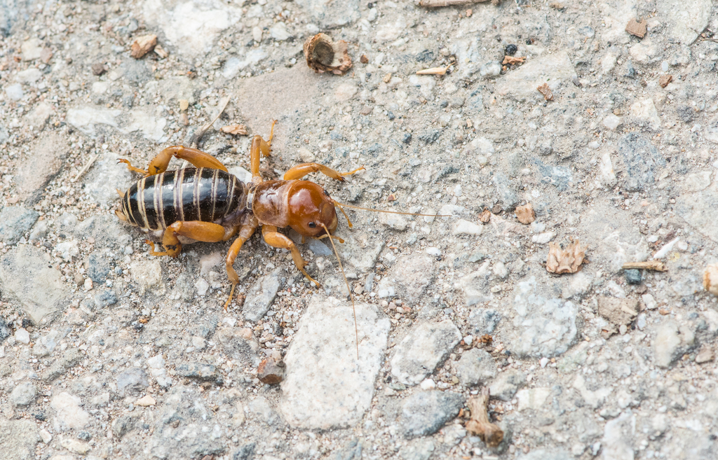 North American Jerusalem Crickets from Los Angeles, CA, USA on February ...