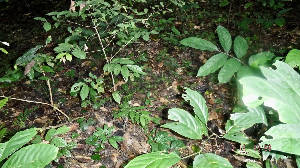Gaboon Viper from Etimboue, Gabon on February 12, 2020 at 08:45 AM by ...