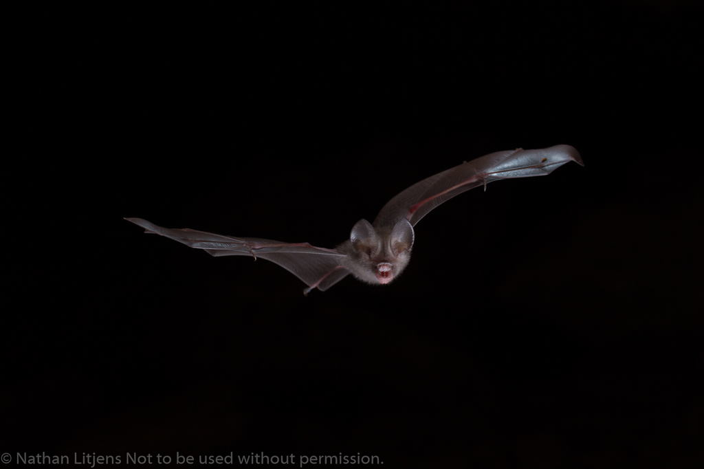 Dusky Roundleaf Bat from Douglas-Daly NT 0822, Australia on December 1 ...