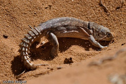 Oplurus cyclurus - Alchetron, The Free Social Encyclopedia