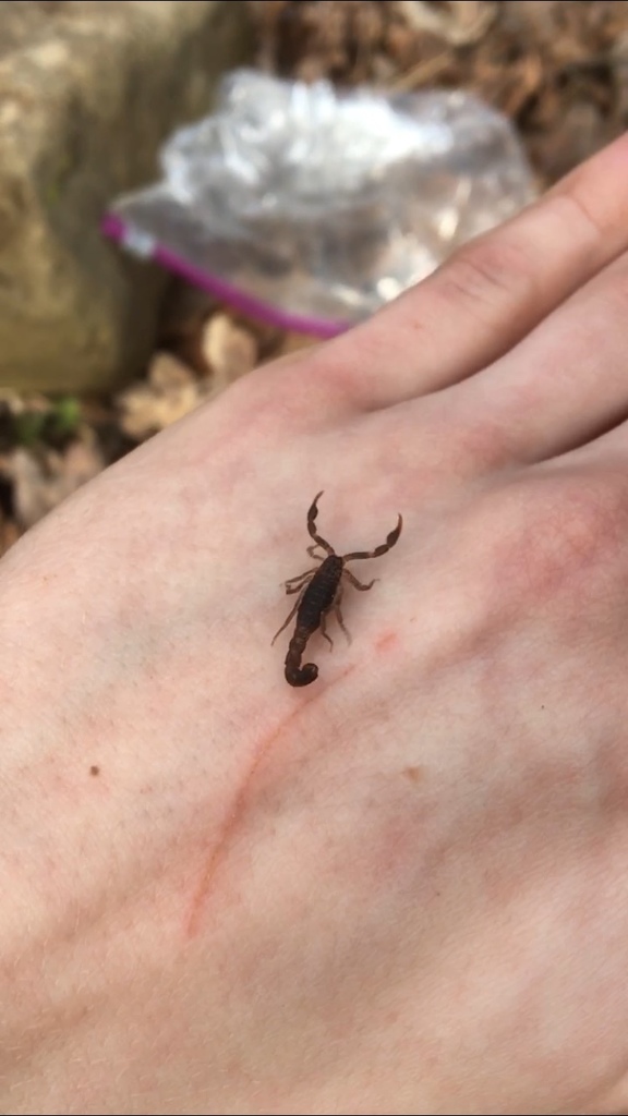 Southern Devil Scorpion in March 2020 by Zack Vegso · iNaturalist