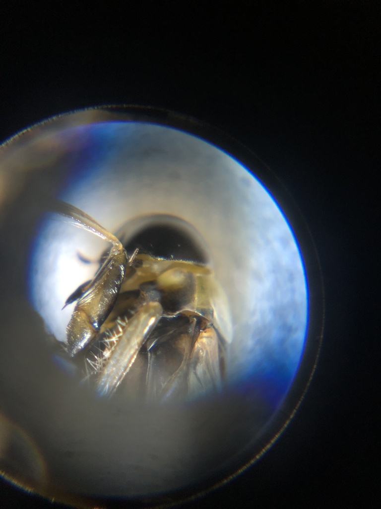 Buenoa in March 2026 by james cui. @mpintar is this a male? 2 ...