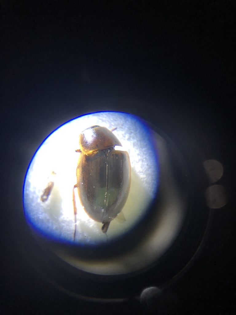 Helochares punctatus in March 2026 by james cui. Common among the ...