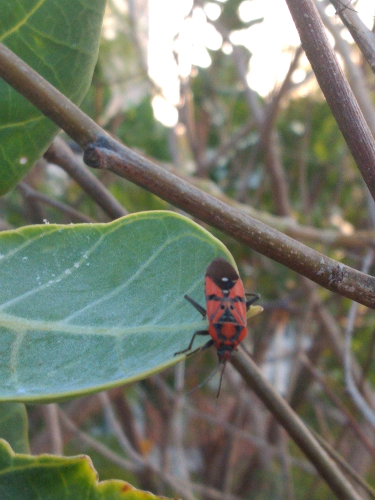 Spilostethus pandurus from Barranquilla, CO-AT, CO on March 2, 2020 at ...