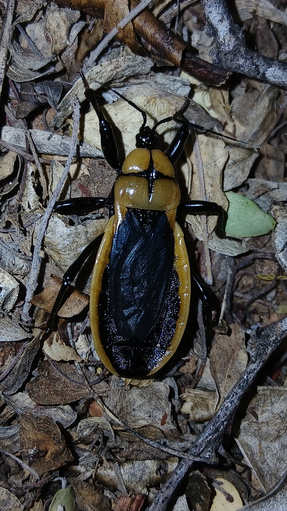 Millipede Assassin from M2G8+XFX, Rehoboth, Namibia on March 18, 2026 ...