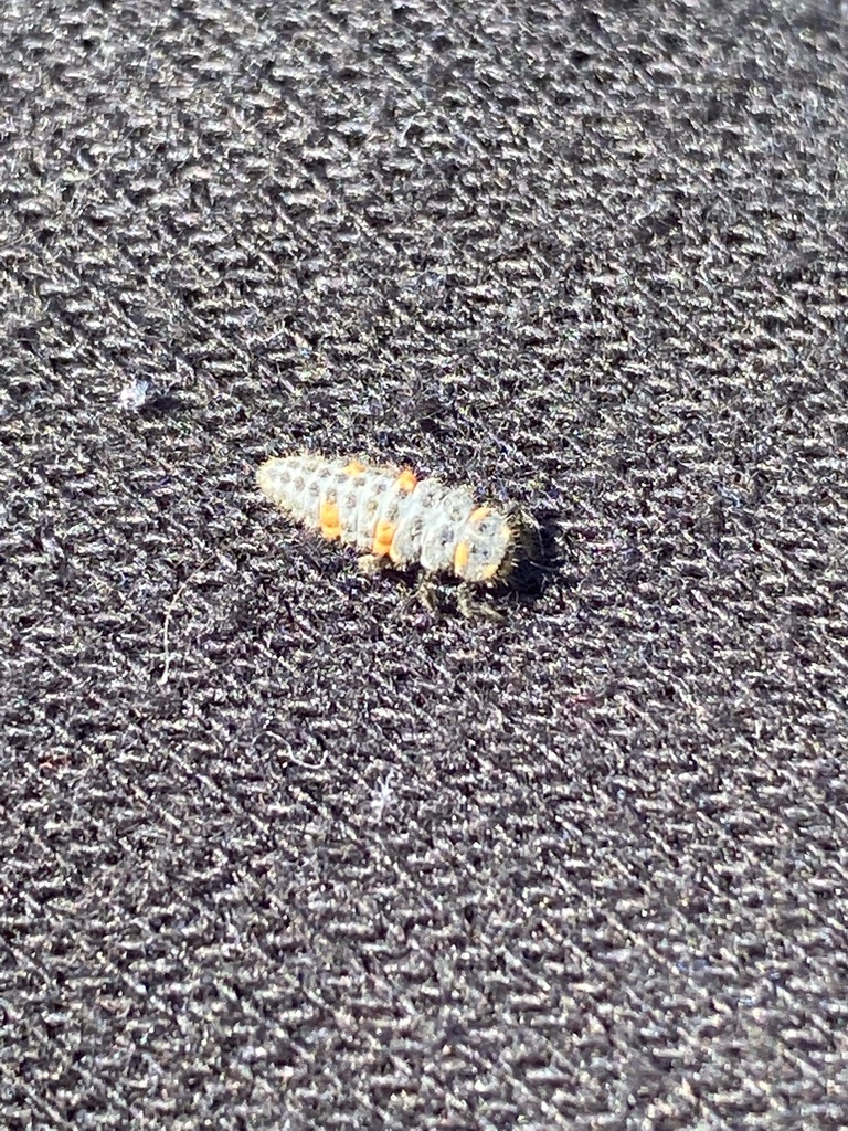 Seven-spotted Lady Beetle from Walker St, Shafter, CA, US on March 02 ...