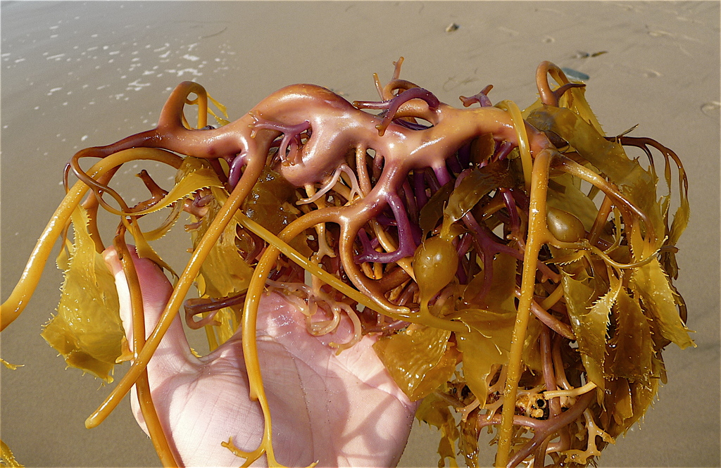 Giant Kelp from Ventura County, CA, USA on December 10, 2009 at 05:43 PM by J. Stauffer. County ...