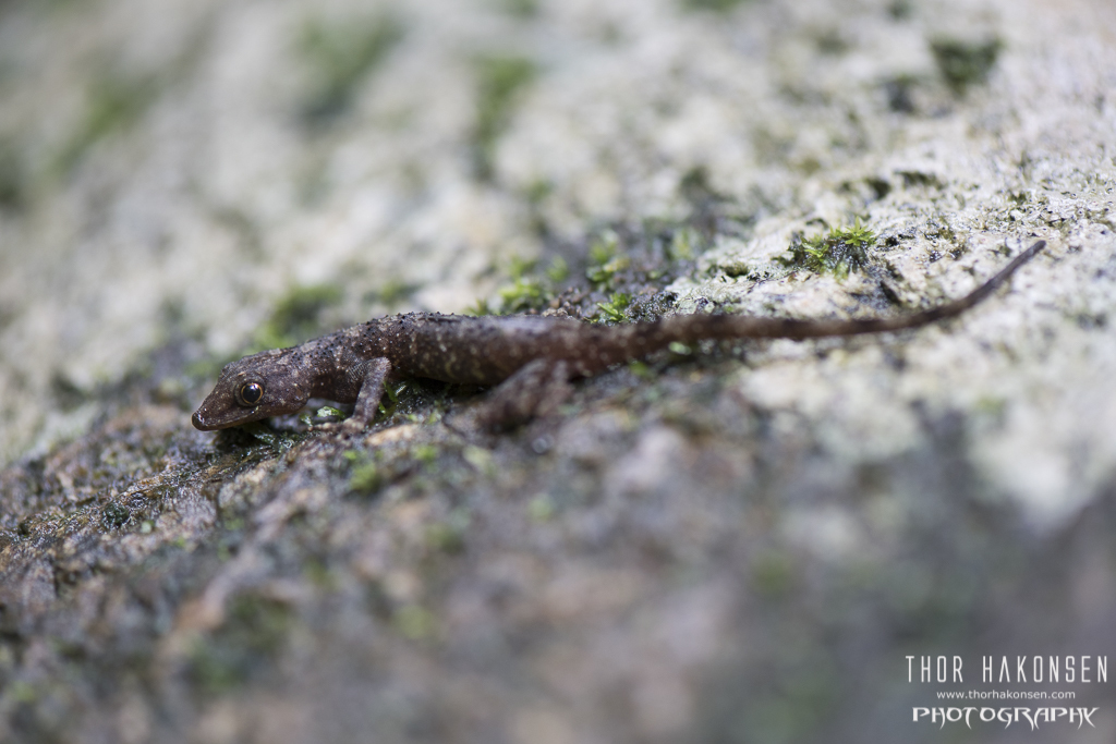 VanDeventer's Round-eyed Gecko from Pa Klok, Thalang District, Phuket ...