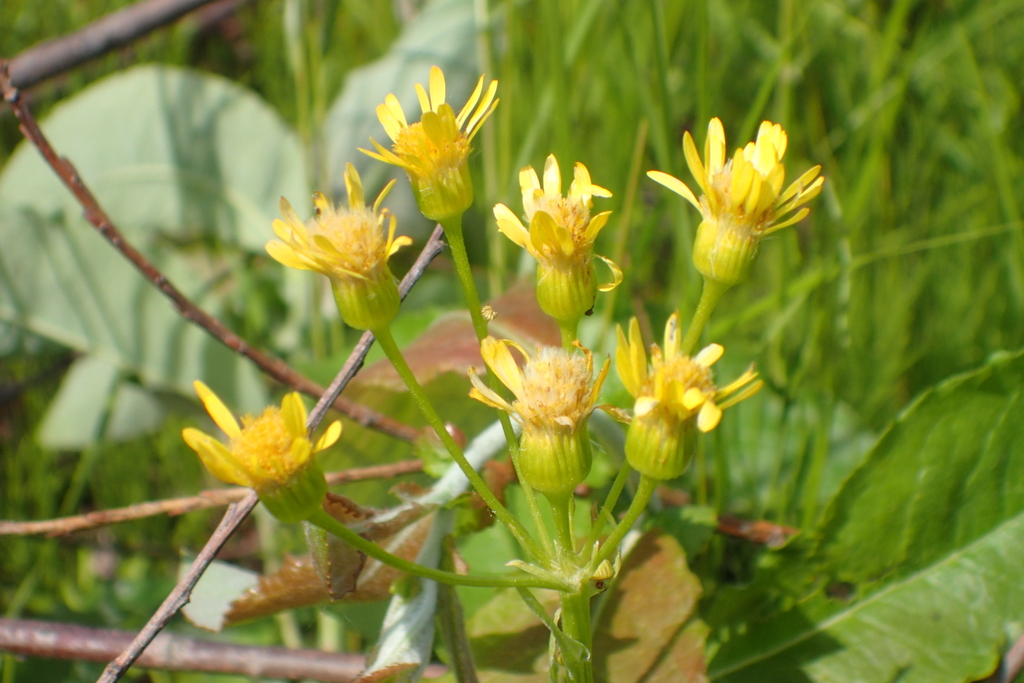 Unclearly toothed groundsel from Chuguyevsky District, Primorsky Krai ...