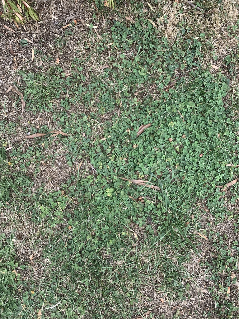 white clover from English Street, Sockburn, Canterbury, NZ on March 01 ...