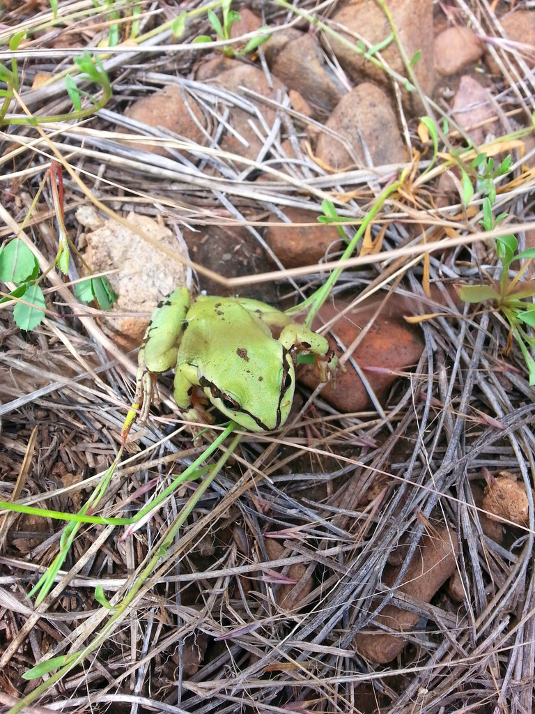 Arizona Tree Frog in July 2015 by Neil Weintraub. Spotted at Keyhole ...