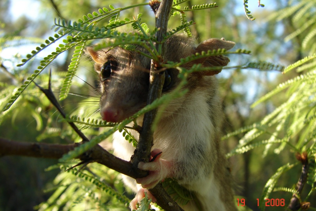 Common Fat-tailed Mouse Opossum from Pocho, Córdoba, Argentina on ...