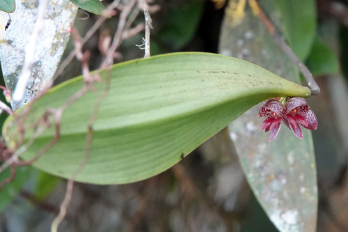 Pleurothallis inflata · iNaturalist