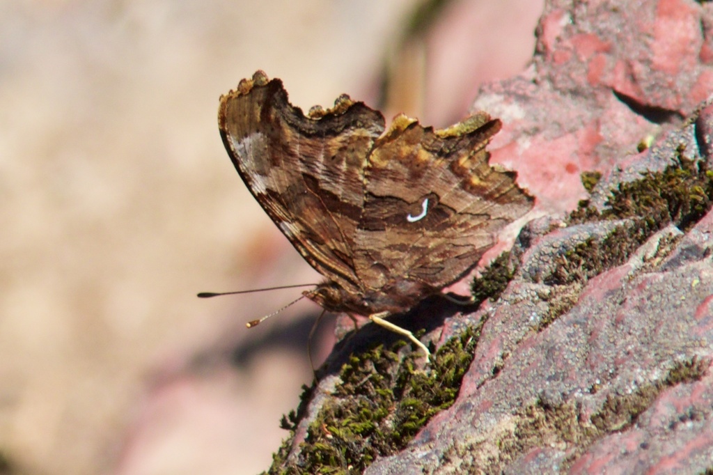 Satyr Anglewing (Satyr Comma, Golden Anglewing) (Glacier National Park ...