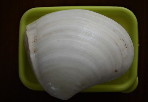 Simomactra chionia · iNaturalist