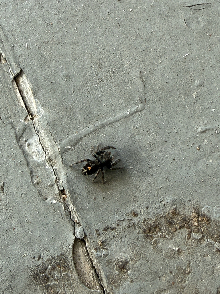 Bold Jumping Spider from Decamp Ave, Holt, MI, US on March 20, 2026 at ...