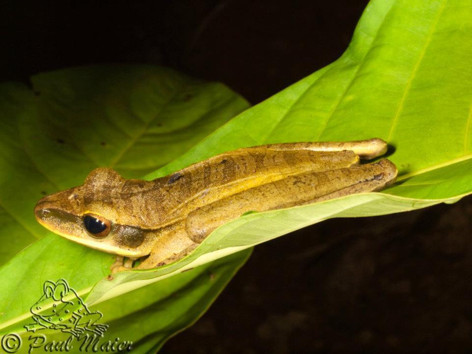 Basin Tree Frog from San José de Payamino, Ecuador on March 2, 2012 by ...