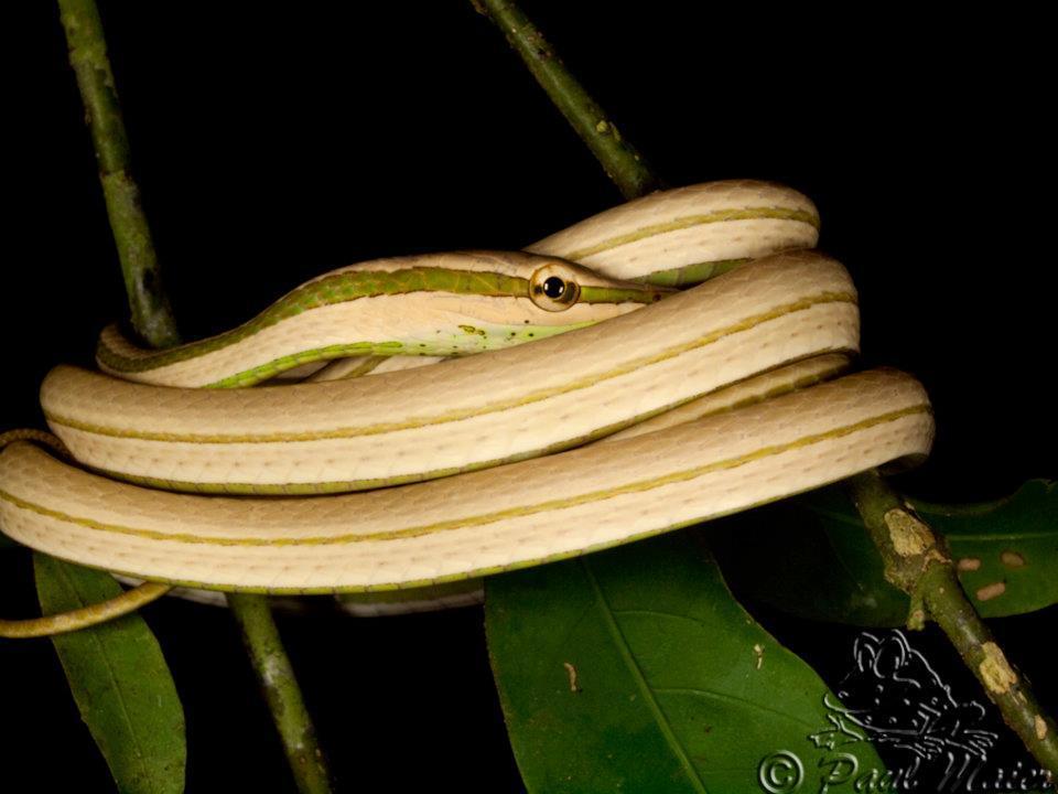 Striped Sharpnose Snake from San José de Payamino, Ecuador on March 02 ...