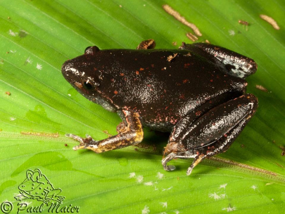 Bassler's Humming Frog from San José de Payamino, Ecuador on March 02 ...