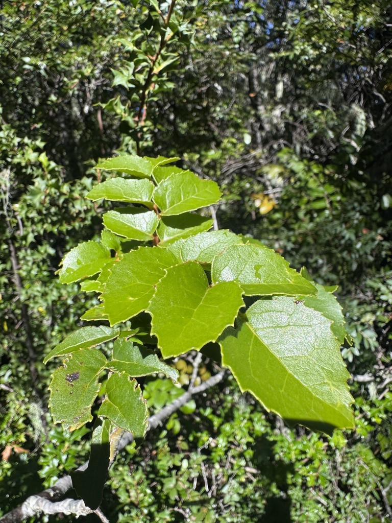 Chilean Hazel from Caramávida, Los Álamos, Región del Biobío, CL on ...