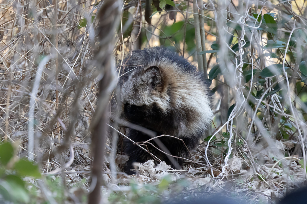 Hondo Raccoon Dog from Kasai Rinkai Park, 6-chōme-2-2 Rinkaichō ...