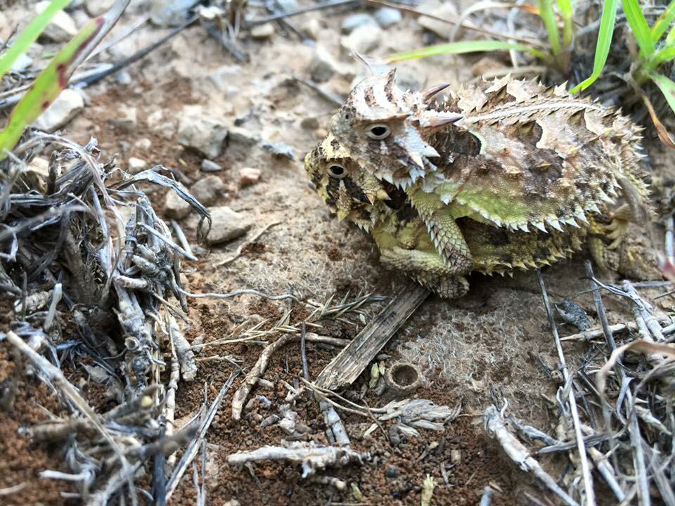 Texas Horned Lizard in July 2016 by Mark Parker · iNaturalist