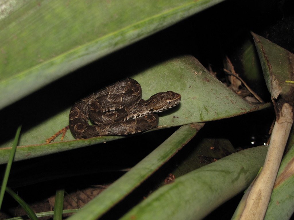 Pampas Lancehead from pantano grande on October 08, 2011 by filipe-prs ...