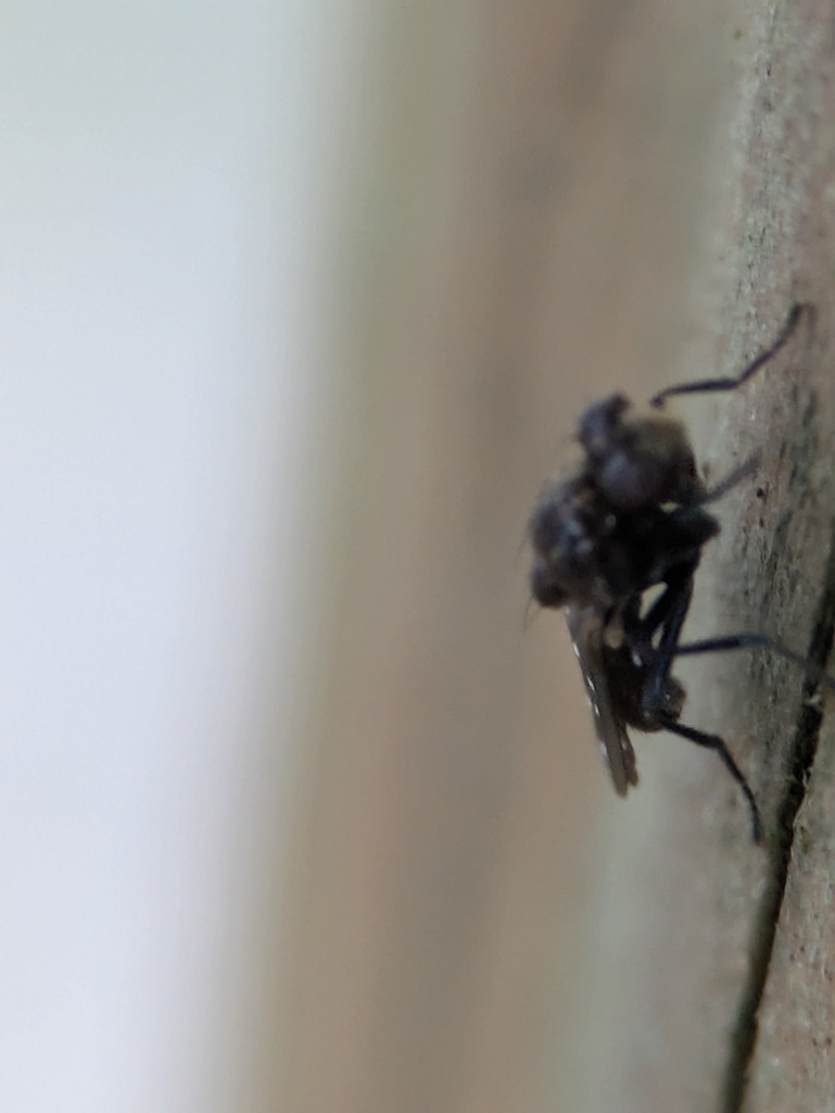 Brachyceran Flies from Fujikoto, Fujisato, Yamamoto District, Akita 018 ...