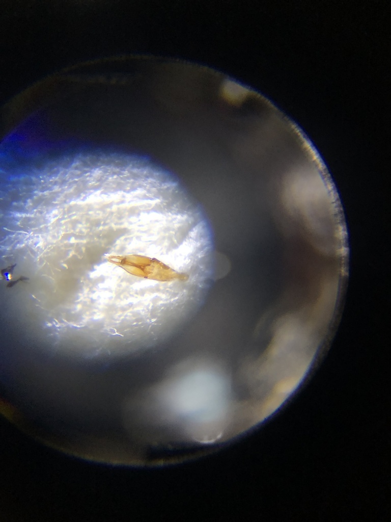 Enochrus hamiltoni in March 2026 by james cui. @mpintar · iNaturalist