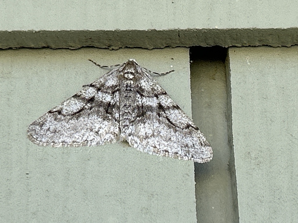 Half-wing Moth from Alpha Ridge Park, Marriottsville, MD, US on March ...
