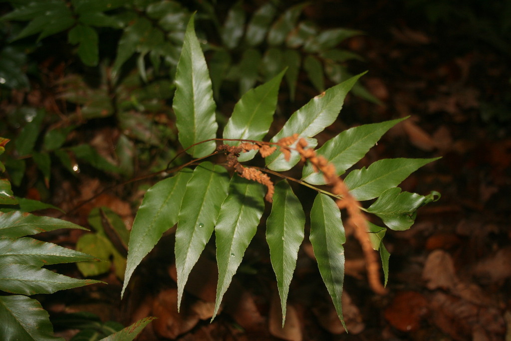Mexican fern (Vascular Plants of Wild Basin) · iNaturalist