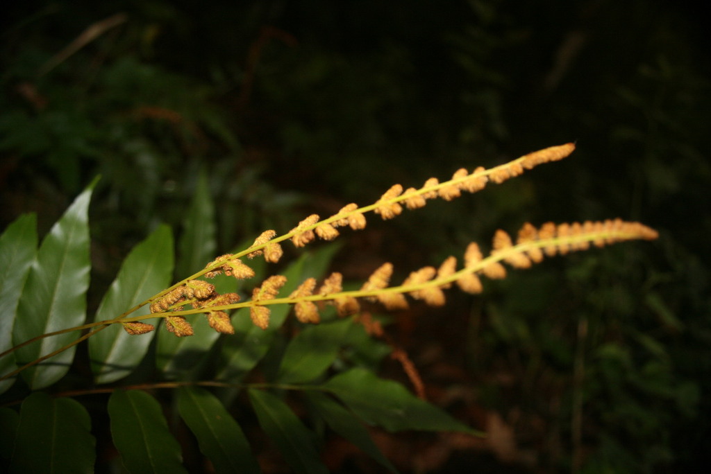 Mexican fern (Vascular Plants of Wild Basin) · iNaturalist