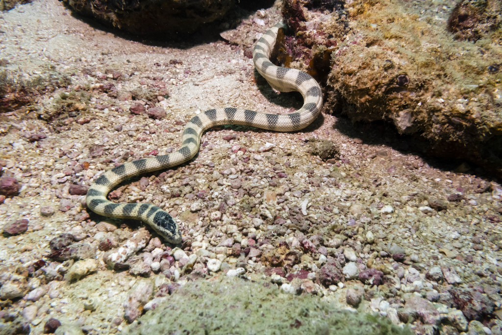 Arabian Gulf Sea Snake Adult Olive Headed Sea Snake (Hydrophis Major),