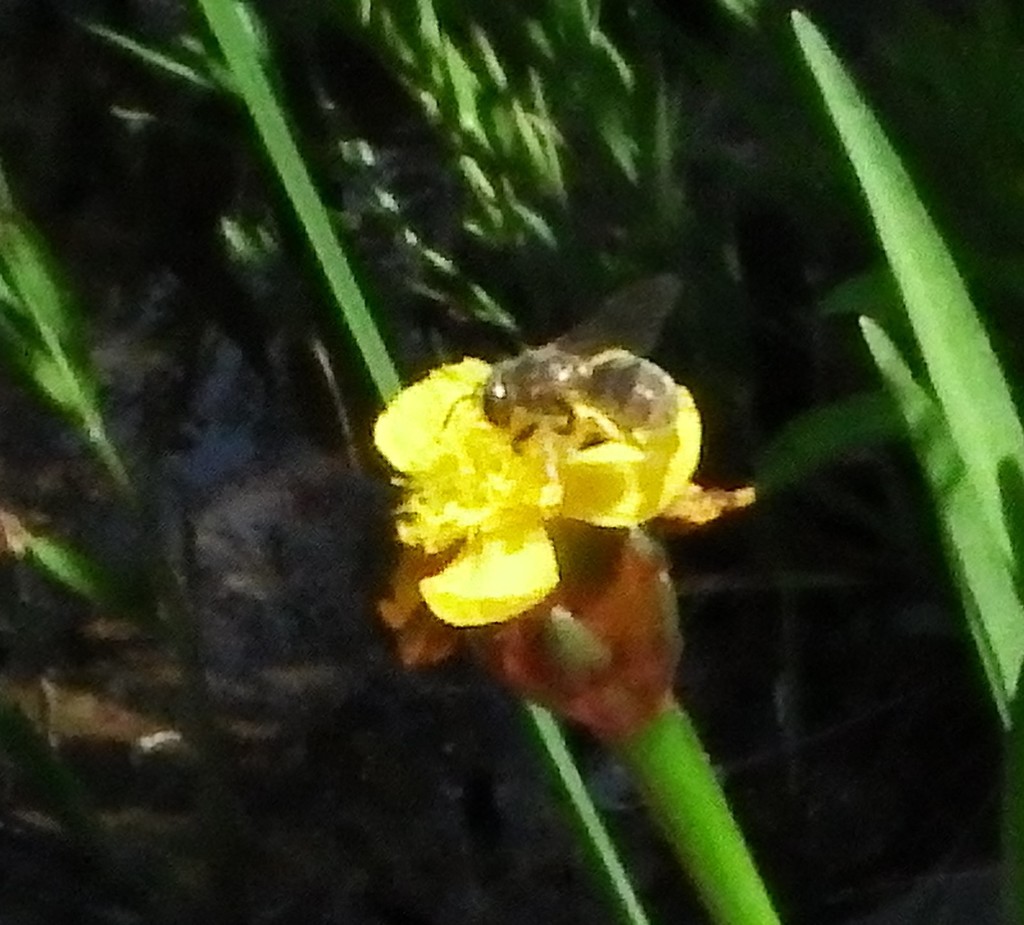 yellow-eyed grasses in July 2016 by Larry Beane · iNaturalist