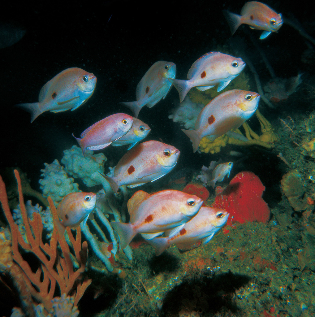 Splendid Perch from Jervis Bay, NSW, Australia on January 3, 1968 by ...