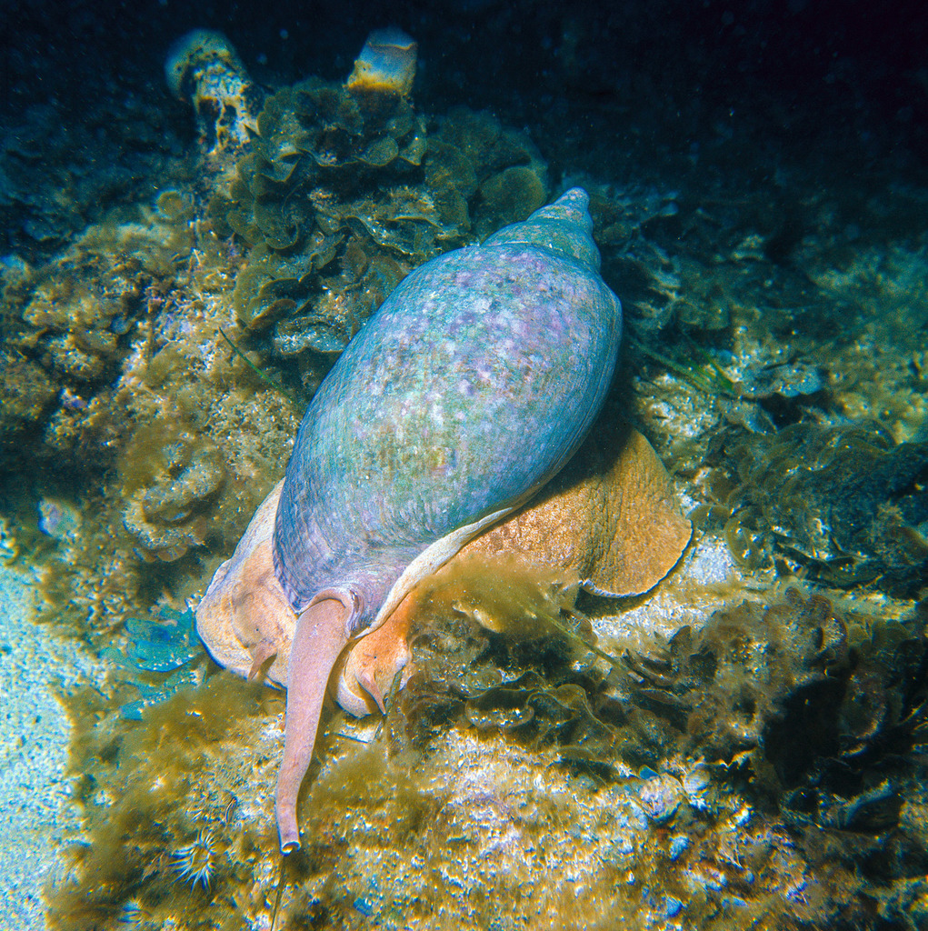 Magnificent Volute from Jervis Bay, NSW, Australia on January 3, 1968 ...