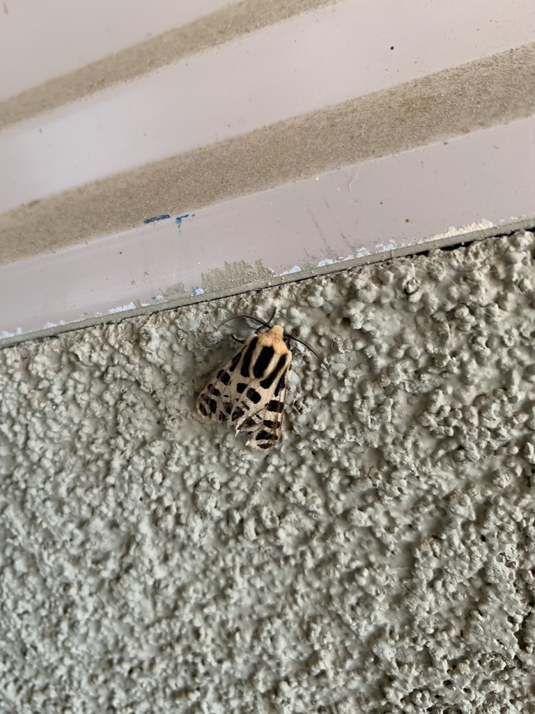 Mexican Tiger Moth in August 2019 by Randy Morrison · iNaturalist