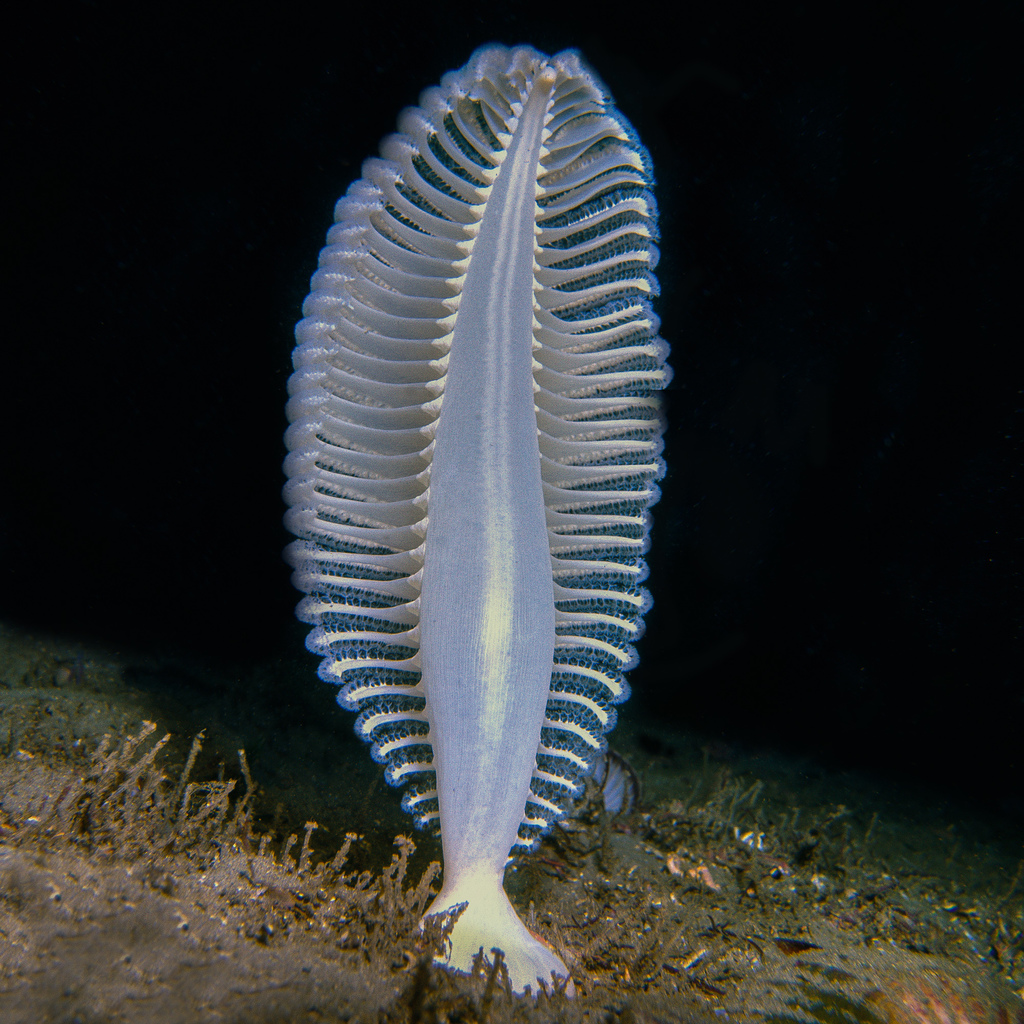 Great Sea Pen from Jervis Bay, NSW, Australia on January 3, 1968 by ...