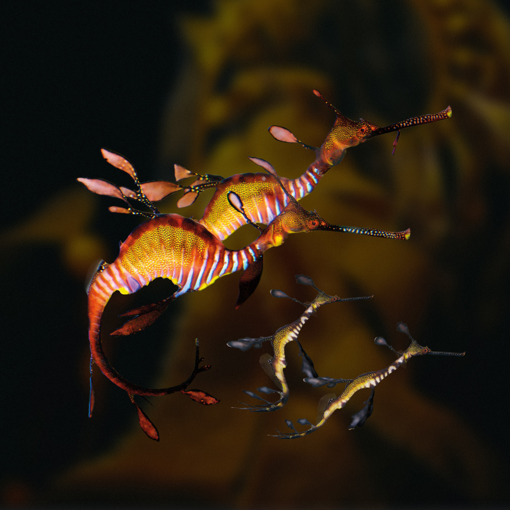 Weedy Sea Dragon Wallpaper