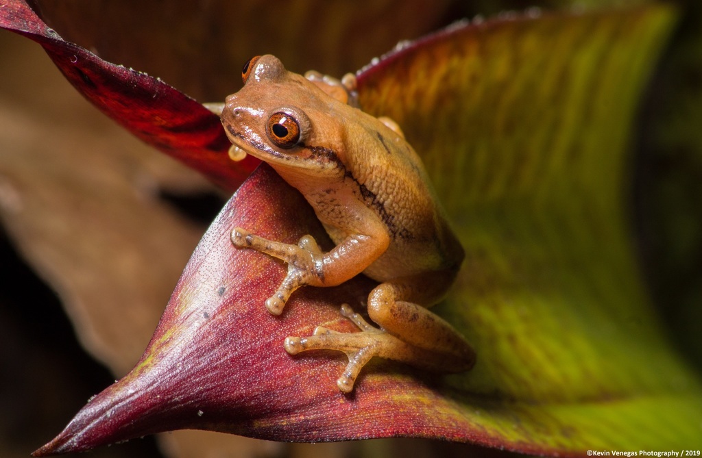 Volcan Barba Tree Frog from Heredia, Barva, Costa Rica on July 16, 2019 ...