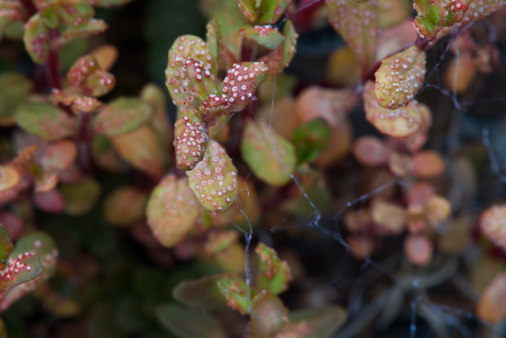 rust fungi from Billy Creek, Eyre Mountains, New Zealand on February 11 ...