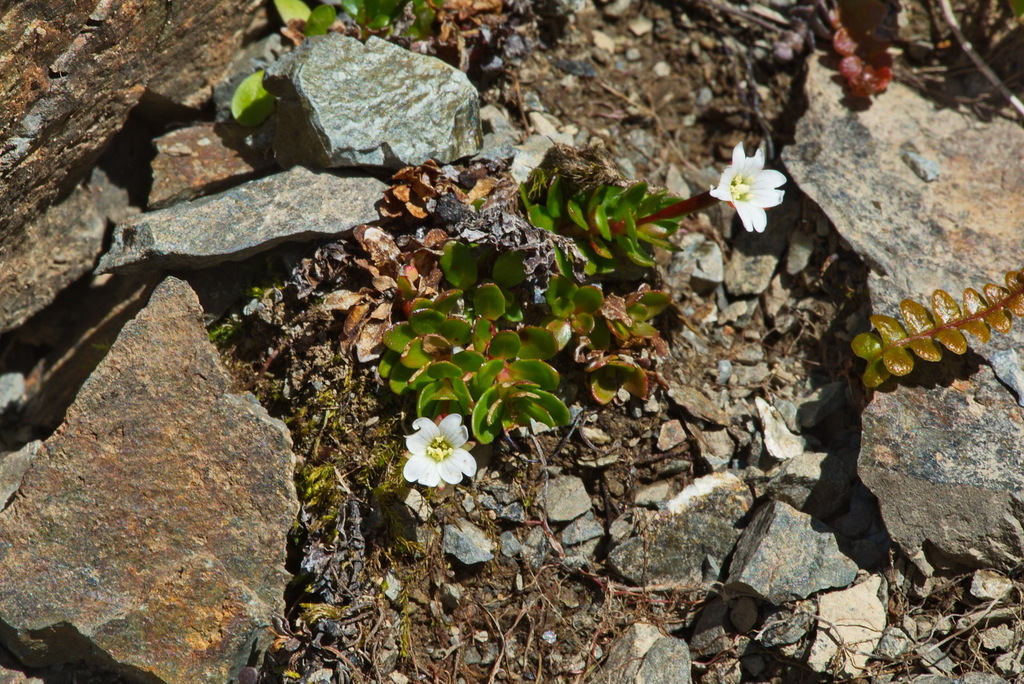 willowherbs from Billy Creek, Eyre Mountains, New Zealand on February ...