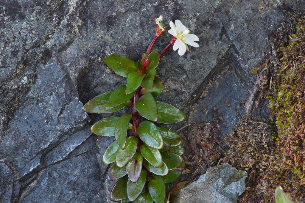 Epilobium glabellum from Billy Creek, Eyre Mountains, New Zealand on ...