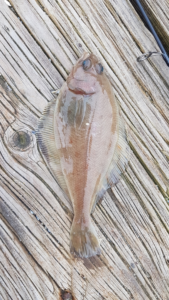 Pacific sanddab from Sunshine Coast F, BC, Canada on March 01, 2020 at ...