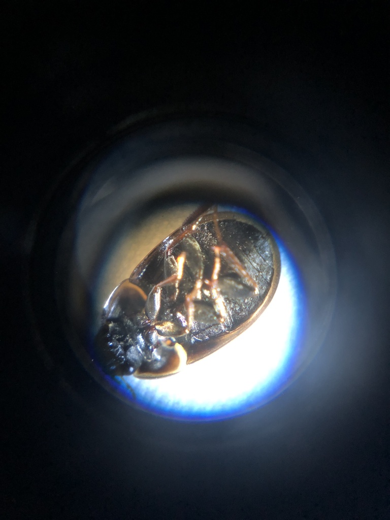Enochrus in March 2026 by james cui · iNaturalist