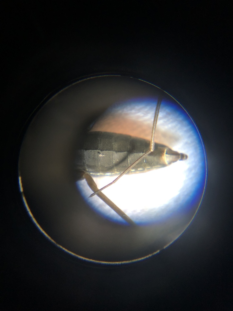 Gerris in March 2026 by james cui · iNaturalist