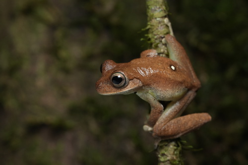 Treasury Island Tree Frog (Leptobatrachus thesaurensis) · iNaturalist