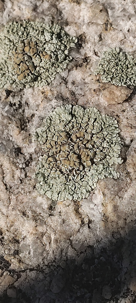 Stonewall Rim Lichen from North Redlands, Redlands, CA, USA on March 23 ...