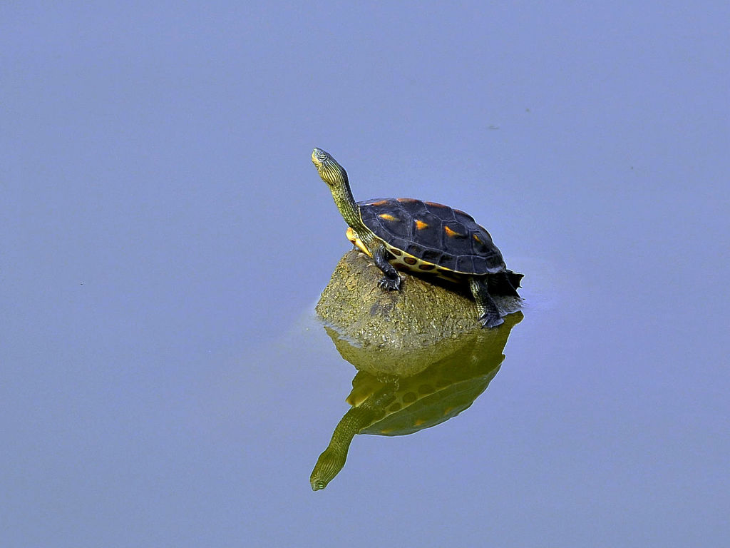 Common thread turtle from 台灣彰化縣 on March 06, 2020 at 06:20 AM by ...