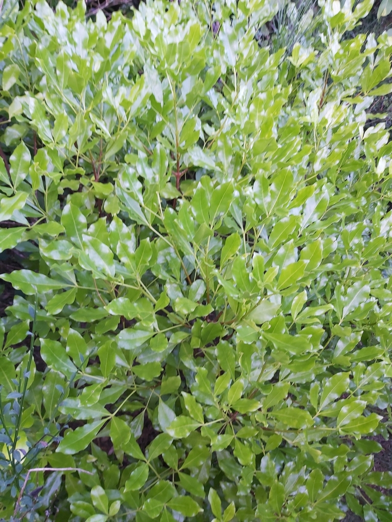 Wharangi from Northland, Wellington 6012, New Zealand on March 06, 2020 ...